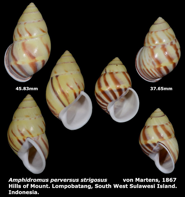 Dr. Lee's Gallery Museum: Amphidromus perversus strigosus 37.65 & 45.83mm