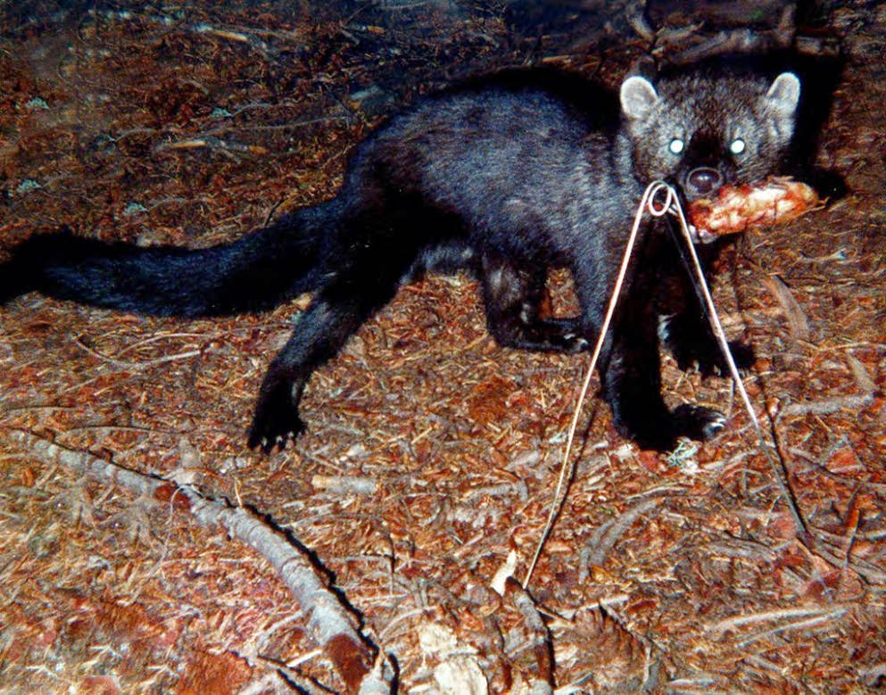 The Siskiyou Crest LIST THE FISHER AS THREATENED UNDER THE ENDANGERED the-siskiyou-crest-list-the-fisher-as-threatened-under-the-endangered