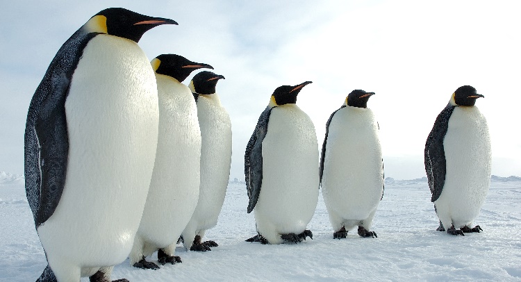 EMPEROR PENGUIN FACTS The Garden Of Eaden emperor-penguin-facts-the-garden-of-eaden