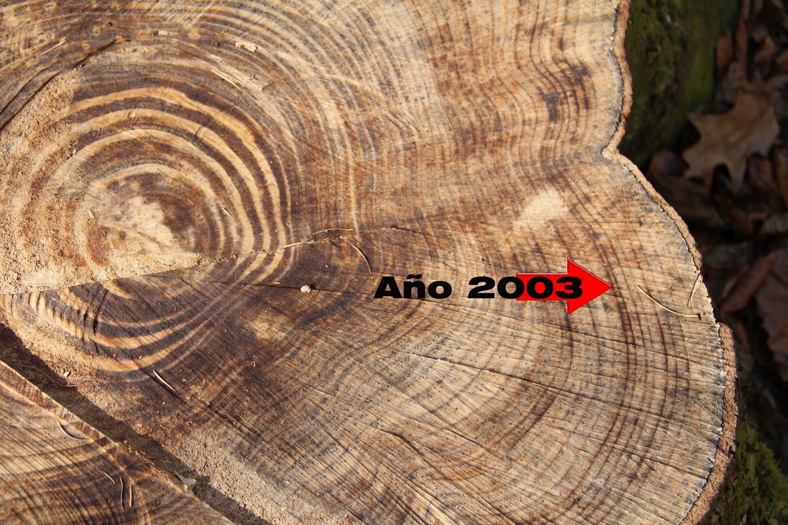 Basozaina - El guardabosques: Dendrocronología