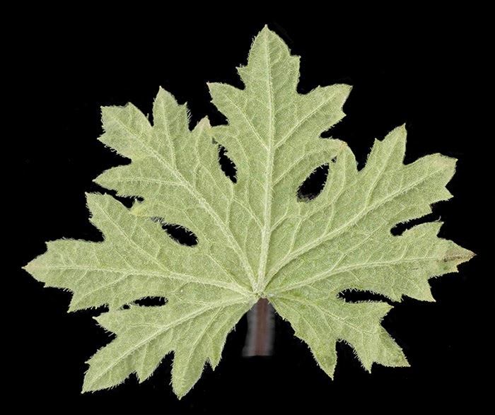 Leaf Venation In Primula Primula World leaf-venation-in-primula-primula-world