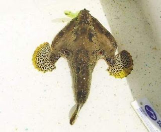 Polka-dot Batfish ~ Fish Info and Picture