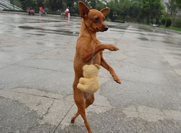 Dogs Walking on 2 Legs - Amazing ~ PModels