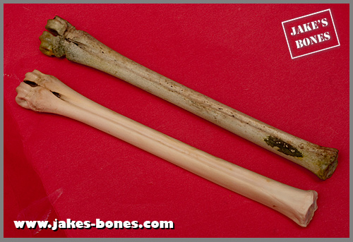 Strange bones #14: Two weird bone pathologies : Jake's Bones