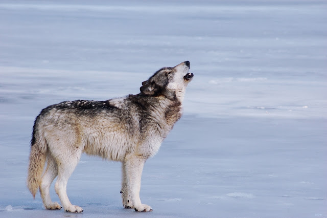 White Wolf : What Is Happening With America’s Gray Wolves And How You Can Protect Them
