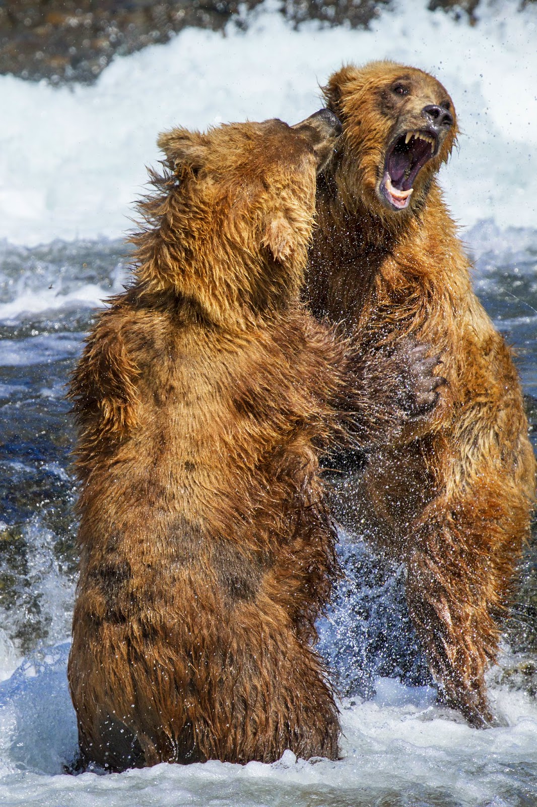 Sasaki Time: Blu-Ray Review: DisneyNature Bears Sasaki Time: Blu-Ray Review: DisneyNature Bears