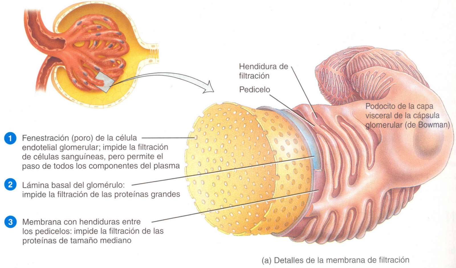 Membrana Basal Glomerular