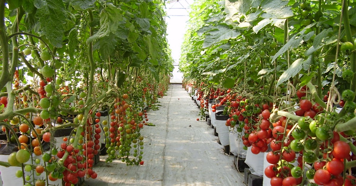 Kebun Tomat Hanya Intensitas Ino Wokwi Esp32 Stm32 Ar - vrogue.co Kebun Tomat Hanya Intensitas Ino Wokwi Esp32 Stm32 Ar - vrogue.co
