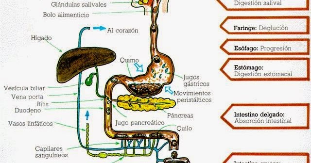 BIOTiC 3: EL PROCESO DIGESTIVO