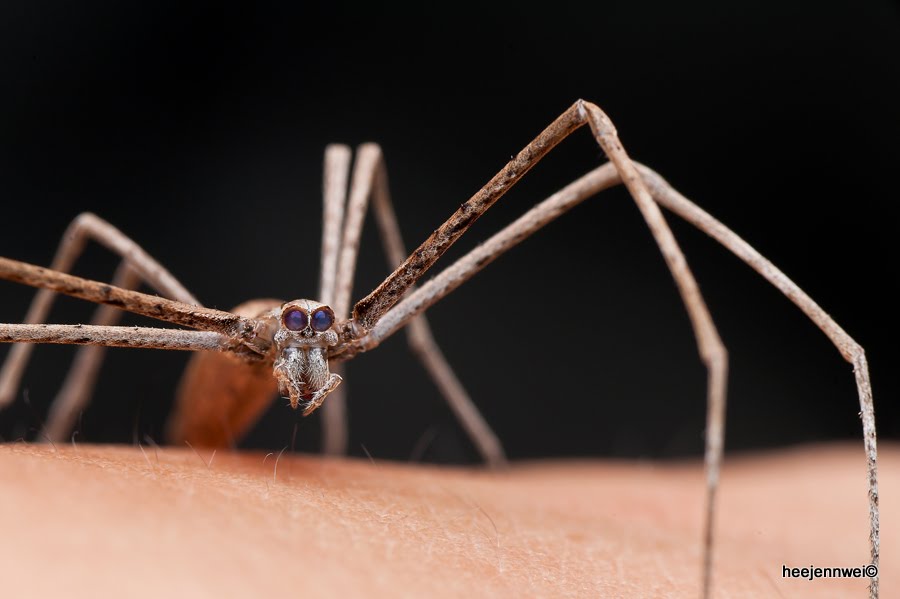 Insects and Arachnids and the like | Page 2 | Chucklefish Forums