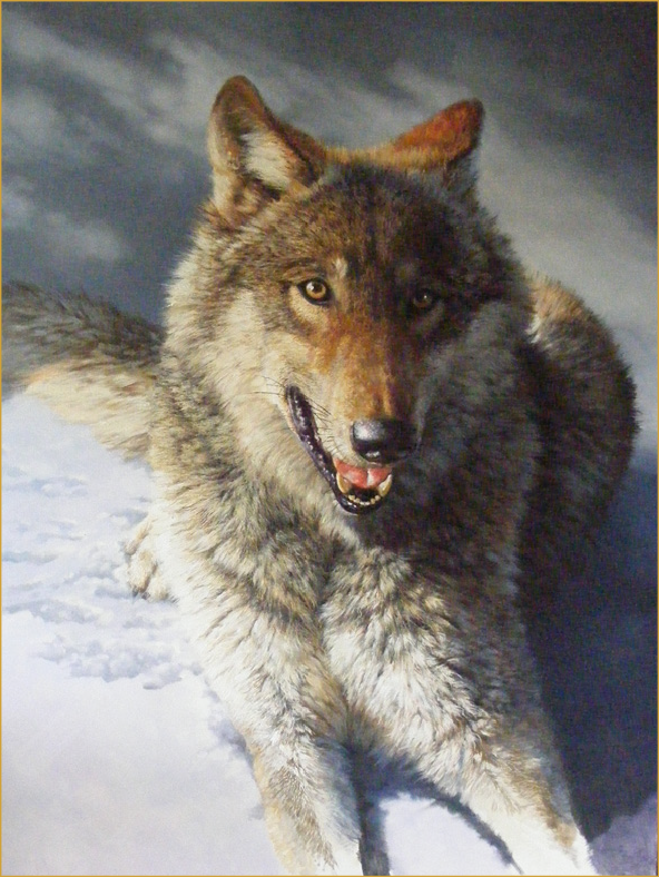 White Wolf : Bonnie Marris - wildlife artist of stunning realism