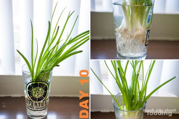 Tips & Techniques - Growing Green Onions in Water | Much Ado About Fooding