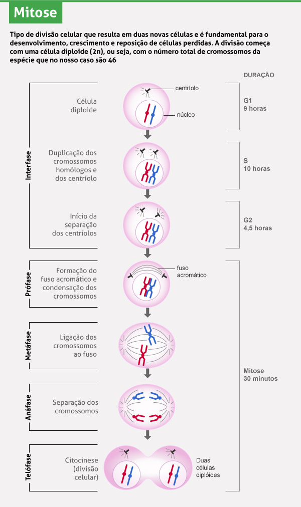 Divisão celular: mitose e meiose | Eu Quero Biologia