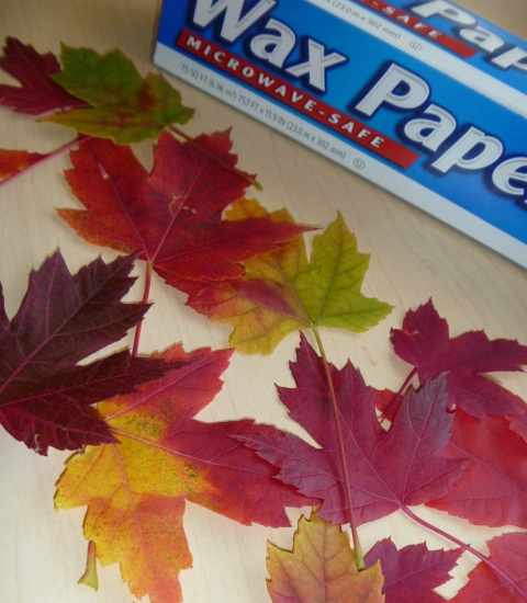 Wax Paper Leaves wax-paper-leaves