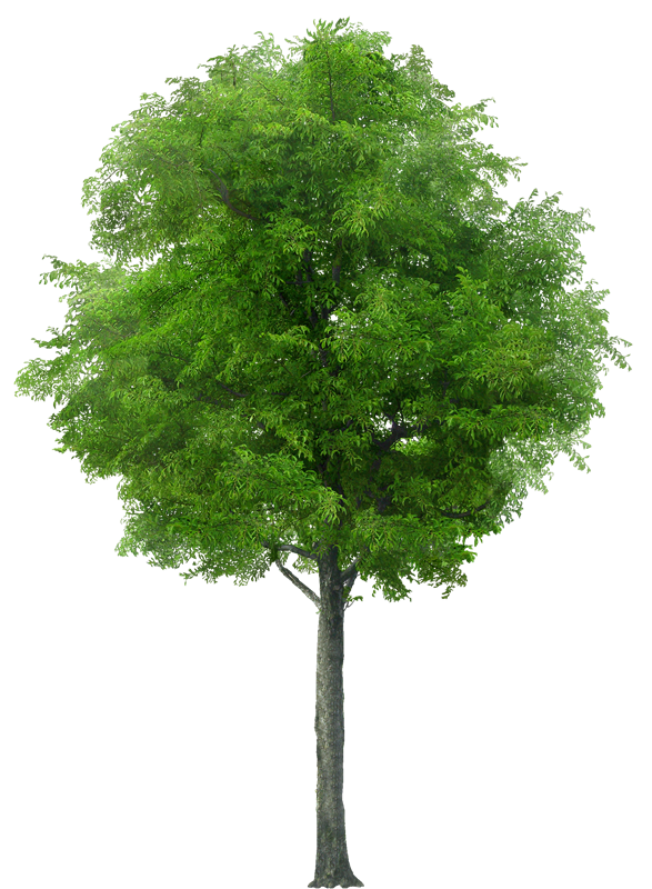 Arboles planta png - Imagui Arboles planta png - Imagui