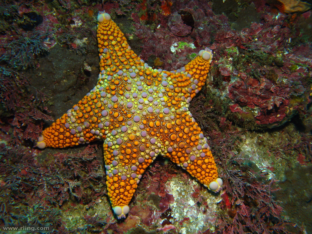 Real Monstrosities: Firebrick Starfish