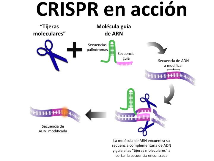 CRISPR no es, por definición, transgénesis - Bio (Ciencia+Tecnología)