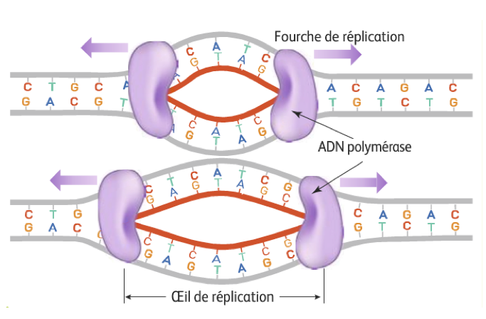 SVT - Sur Vos Traces...: Schémas des mécanismes de la réplication de l'ADN
