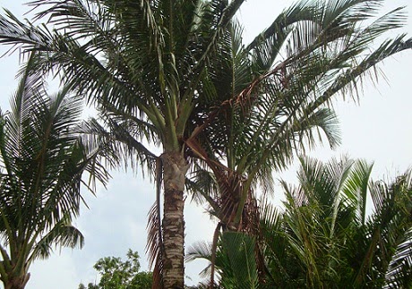 Potensi Daerah Yang Ada Di Provinsi Maluku : Potensi Pohon Sagu Yang Berasal Dari Maluku dan Papua