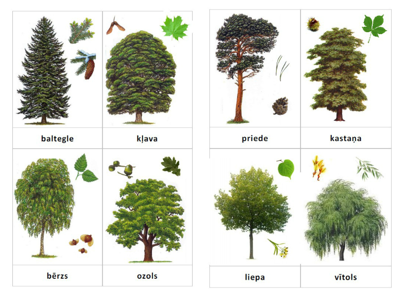 Krūmiņu dienas: Spēlēsim skolu! - Starp kokiem