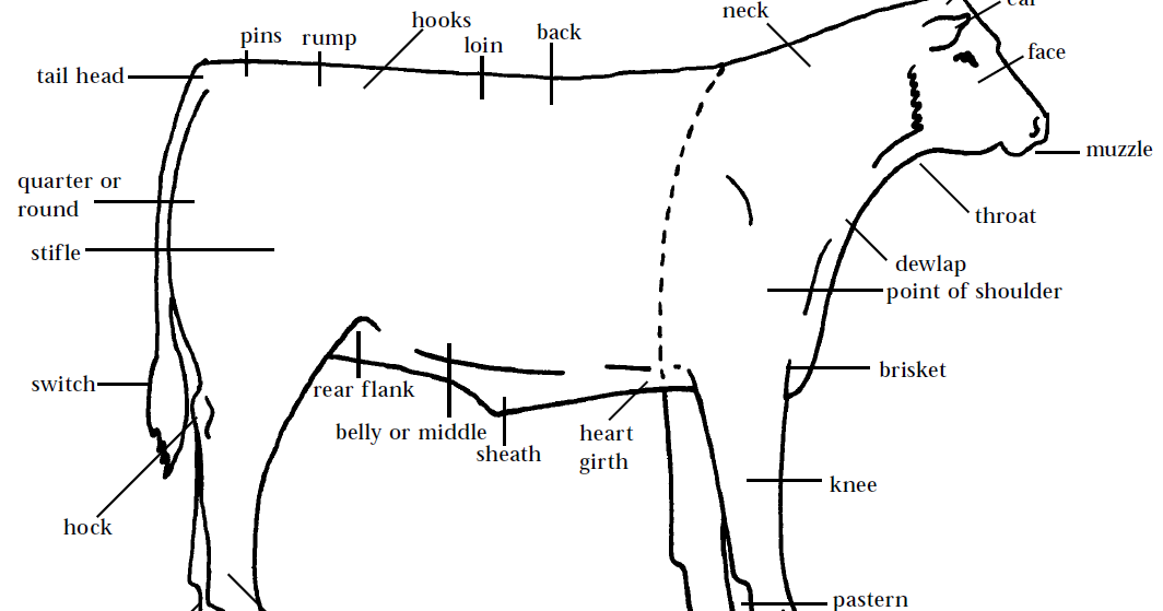 Livestock Judging Reasons For Beginners at Marjorie Hiller blog