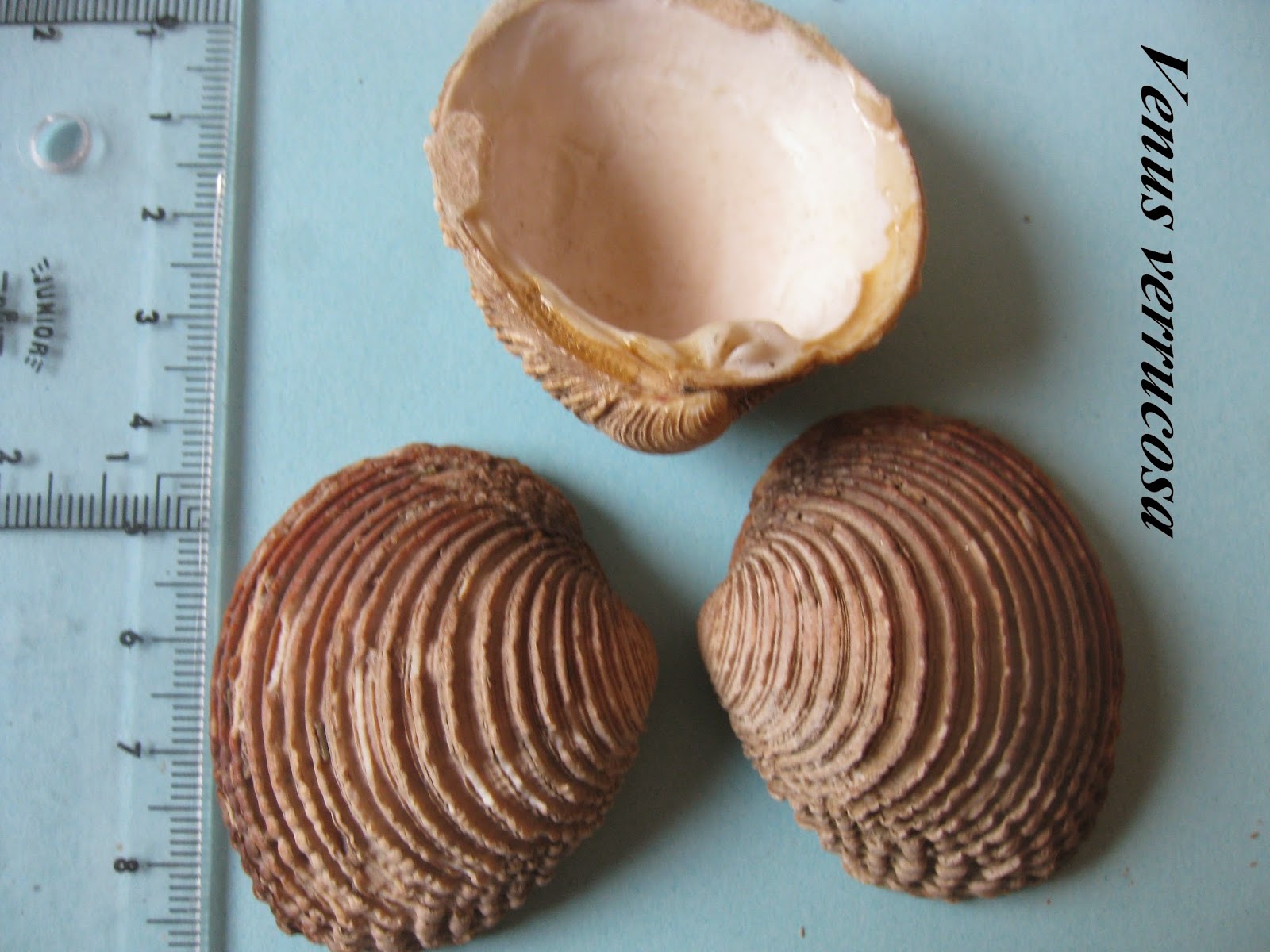 CUNCHAS DE ESTEIRO: Venus verrucosa