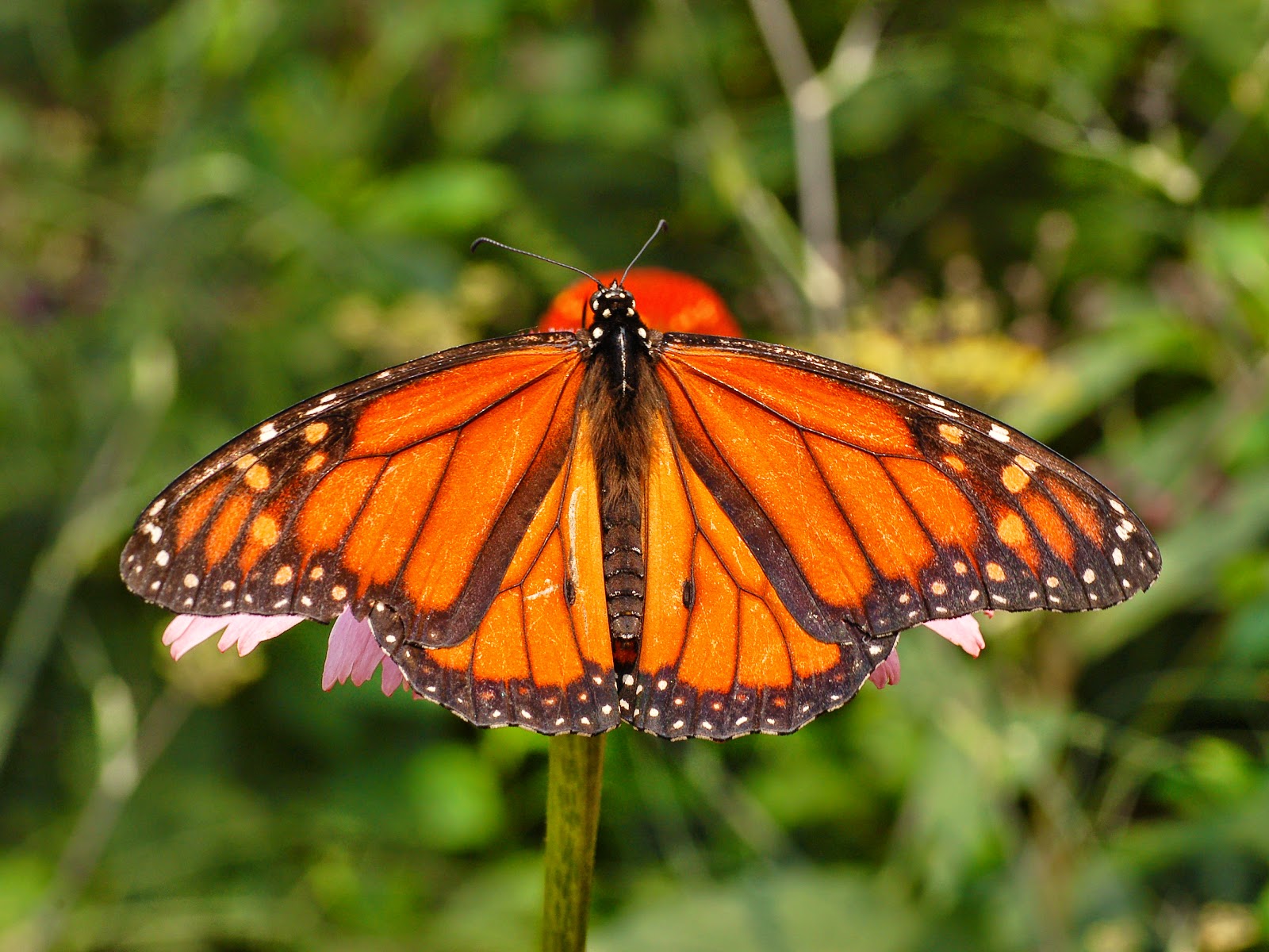 Trailing Normal The Monarch Butterfly trailing-normal-the-monarch-butterfly