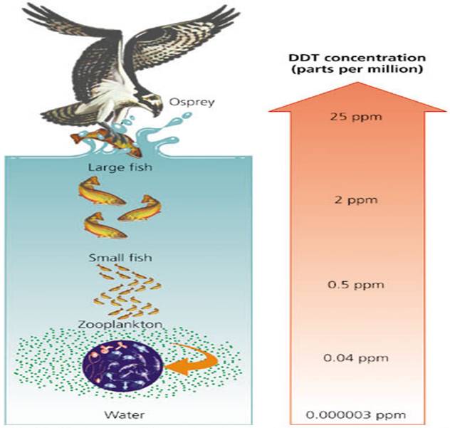 Can U Explain What Is Biomagnification Science Our Environment can-u-explain-what-is-biomagnification-science-our-environment