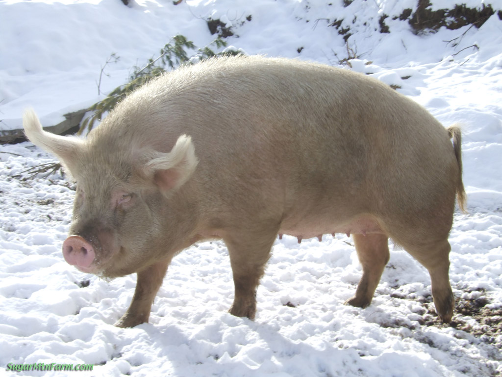WE ARE IN FOREST PIG we-are-in-forest-pig