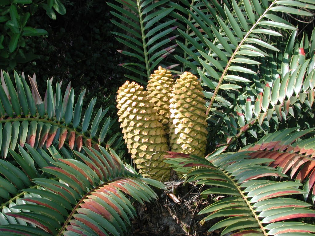 The Phytophactor Plant Endangered Species We Have Met The Enemy And the-phytophactor-plant-endangered-species-we-have-met-the-enemy-and