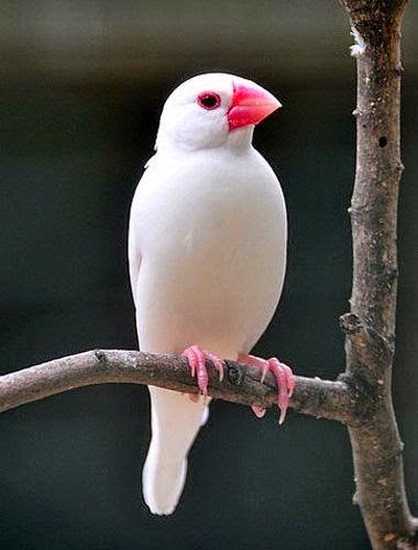 Bird's Paradise: Java Finch Bird
