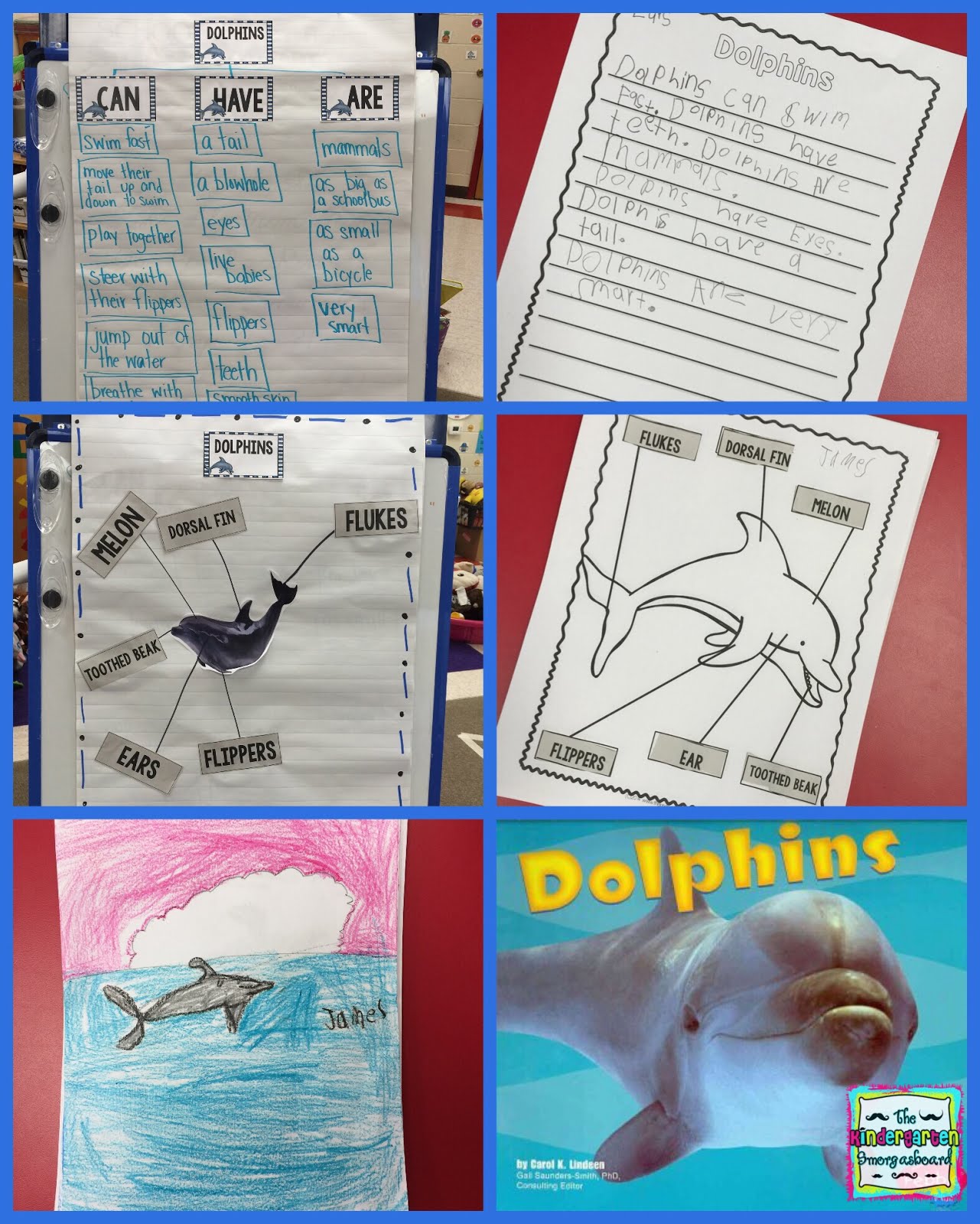 Ocean Animals Research And Writing! | Smedley's Smorgasboard of ...