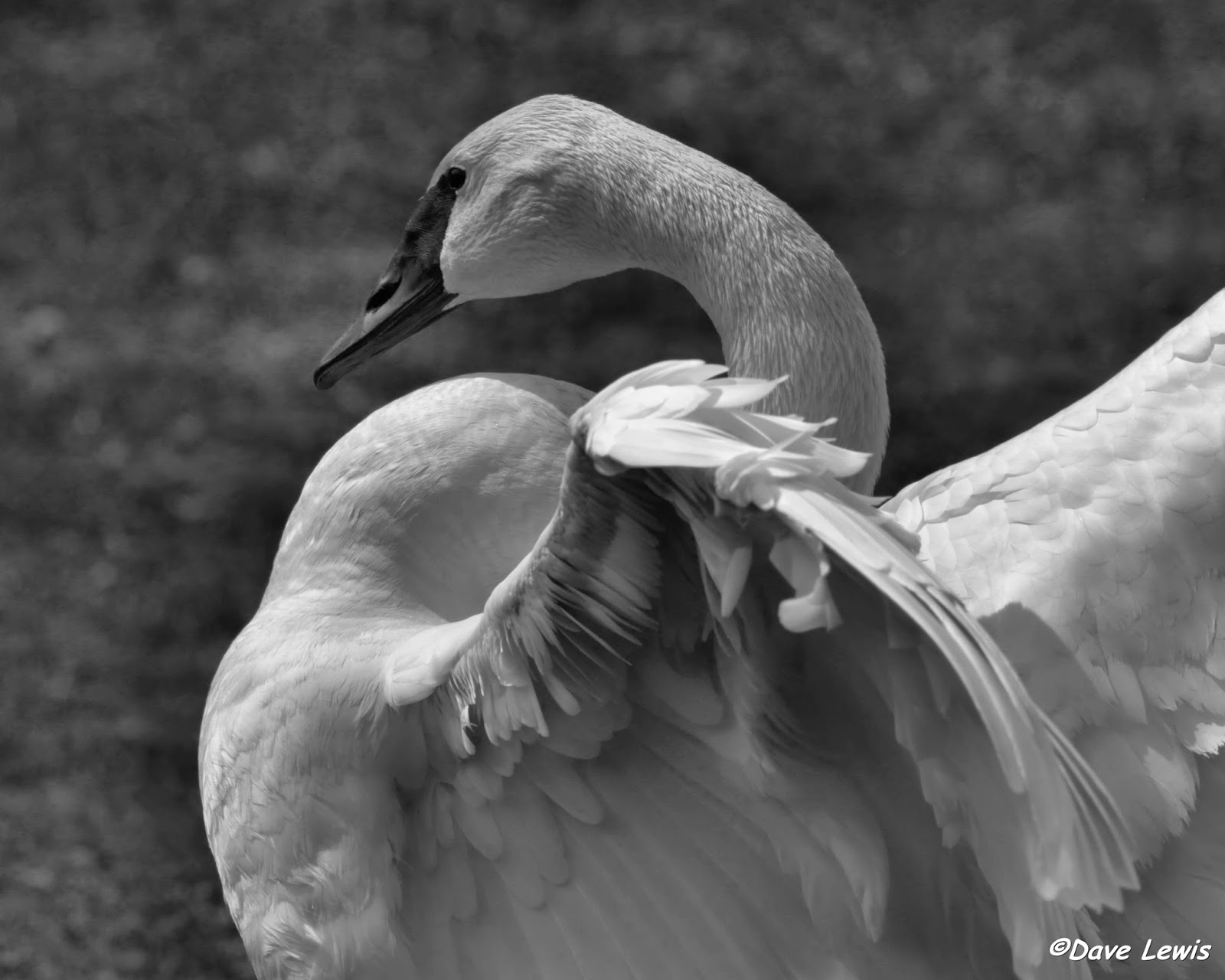Birds From Behind Life Is Black And White birds-from-behind-life-is-black-and-white