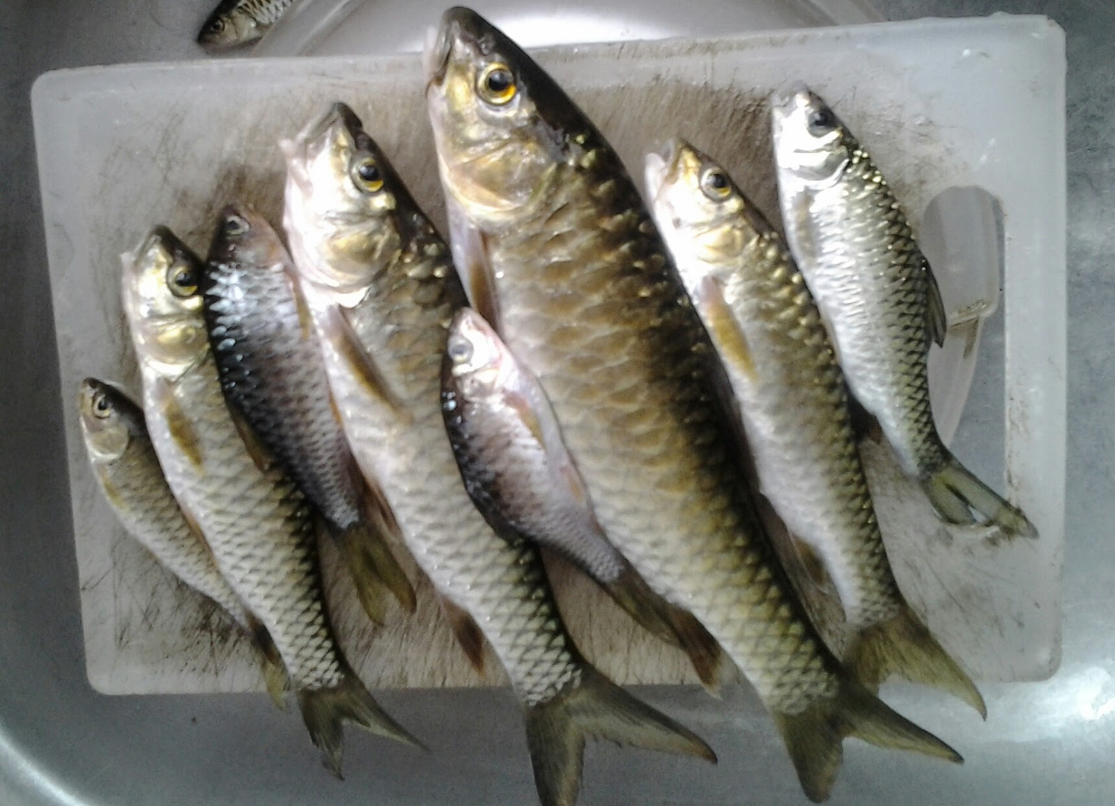 emir4hairi: ikan tengas...tangkapan hari ini emir4hairi: ikan tengas...tangkapan hari ini