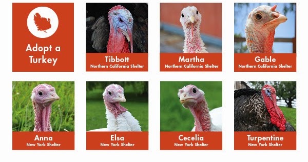 The Healthy Hoff: Adopt a Turkey Today!