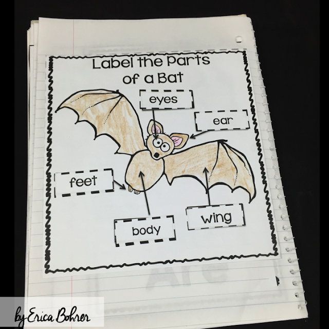 Bats Interactive Science Notebook