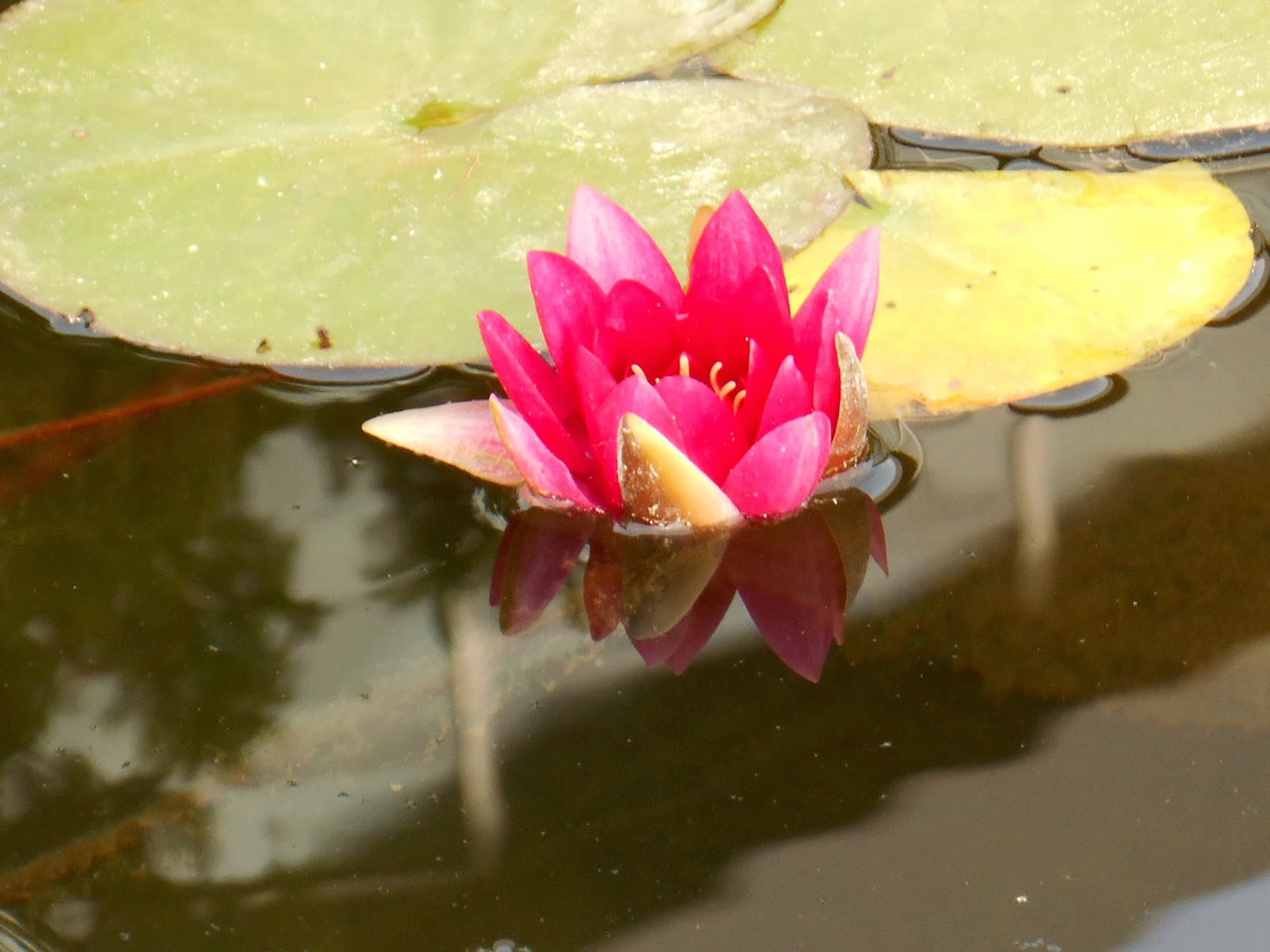 Committed Stitcher: Back Outside