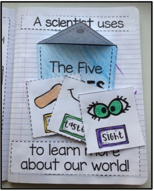 Science Interactive Notebooks The Five Senses | The Barefoot Teacher