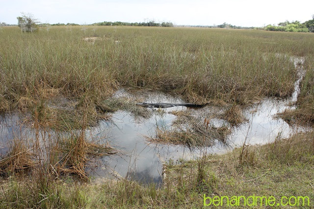 Alligators of the Everglades - Ben and Me