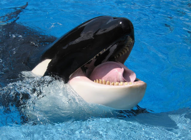 Orca | The Biggest Animals Kingdom Orca | The Biggest Animals Kingdom