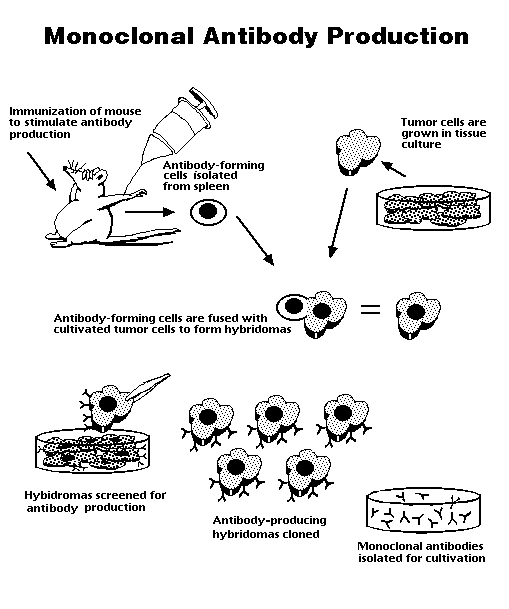 Immunology | Immune system| Immunity: Monoclonal Antibodies,Immune ... Immunology | Immune system| Immunity: Monoclonal Antibodies,Immune ...