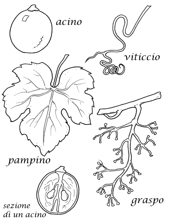 Maestra Marzia Soranzo: Scheda didattica nomenclatura grappolo d'uva ... Maestra Marzia Soranzo: Scheda didattica nomenclatura grappolo d'uva ...