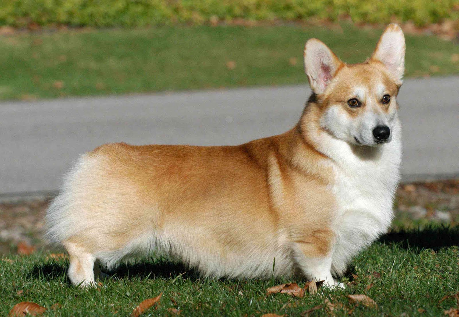 Pembroke Welsh Corgi | Dog Lovers Pictures Pembroke Welsh Corgi | Dog Lovers Pictures