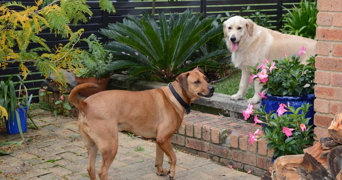 Small Animal Talk: Dog Science