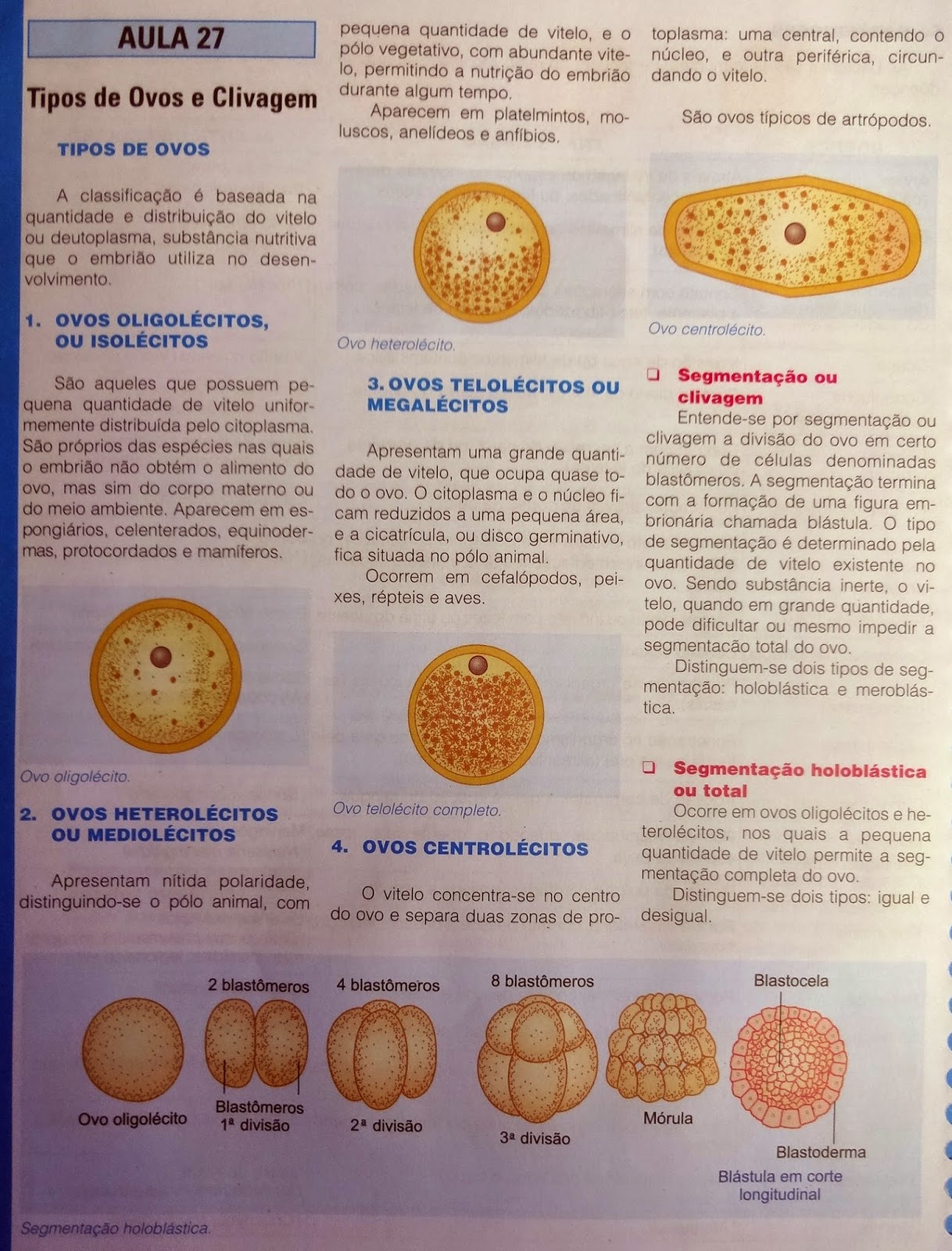 Tipos de Ovos e Clivagem Tipos de Ovos e Clivagem