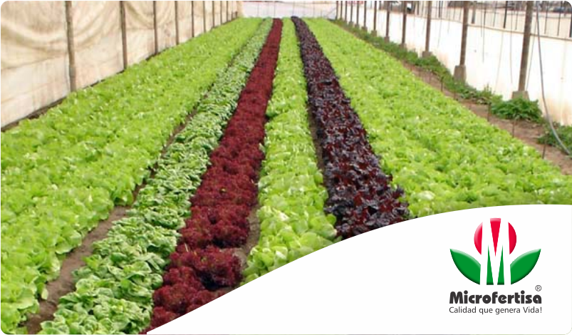 Microfertisa S.A: Efecto de la aplicación de Prosiembra, Hierrozinco y Micronfos en el ...