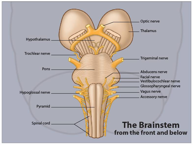 Anatomy Made Easy : Brainstem -Neuroanatomy-