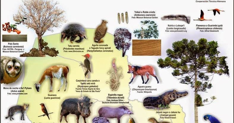 Newsletter SEAM: Especies en peligro de extinción en Paraguay