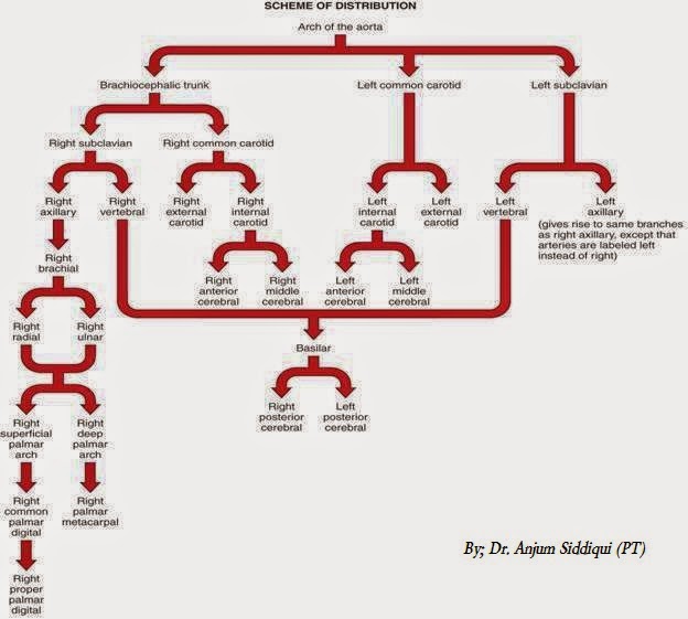 Knowledge Update : Easy way to remember- Arterial Tree Knowledge Update : Easy way to remember- Arterial Tree