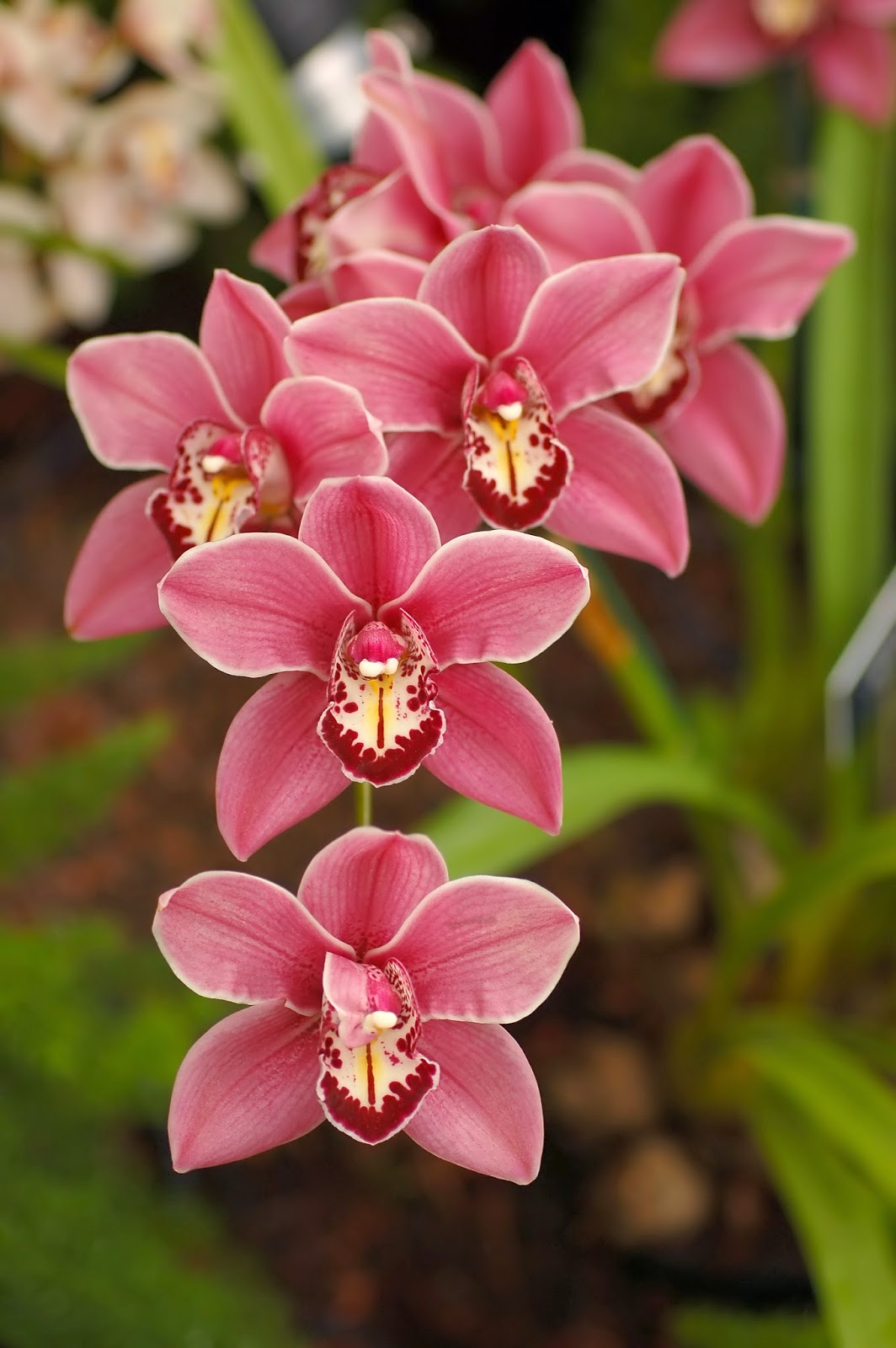 Orchid Growing Tips - Choosing, Watering, Repotting, Fertilizing and ... Orchid Growing Tips - Choosing, Watering, Repotting, Fertilizing and ...
